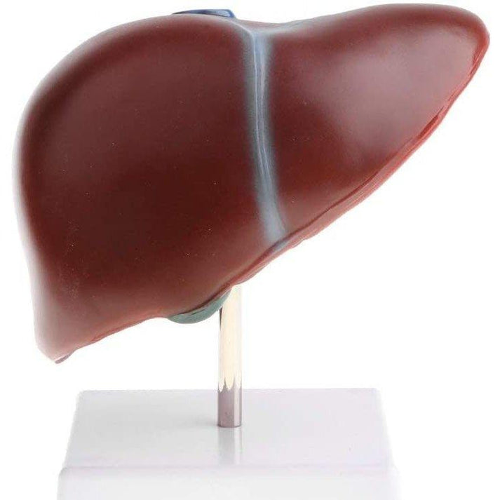 Human Liver Model with Base – Medilab India
